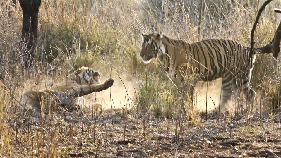 Tiger Census - Increase In Numbers - UPSC Current Affairs