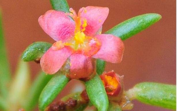 Eastern Ghats is Home To A New Species of Plant - UPSC Current Affairs