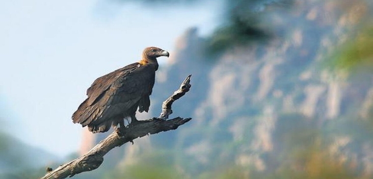 Vulture Action Plan 2020-25 - UPSC Current Affairs